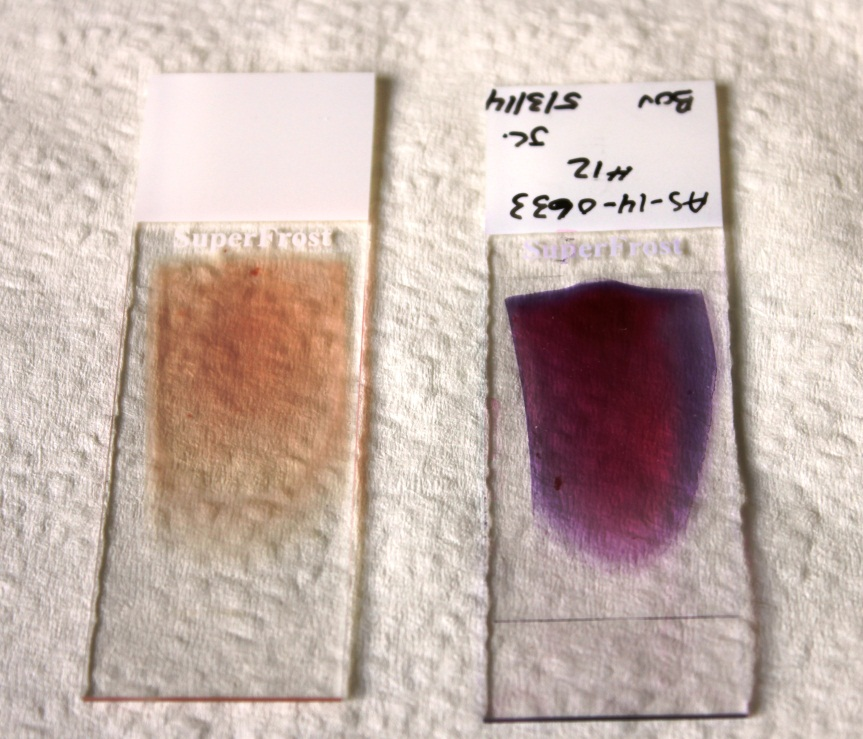 Blood smear technique for veterinarians | Agriculture and Food Blood smear technique for veterinarians | Agriculture and Food